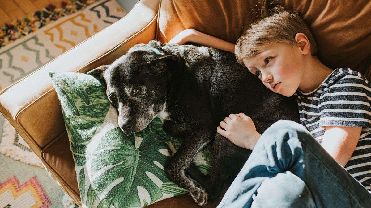 Lethargy in dogs: Vet's guide to causes and treatment | PetsRadar