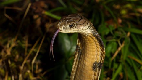 10 celebrities with exotic pets | PetsRadar