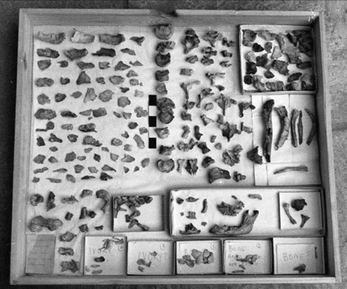 Philip Who? A Gallery of Mystery Bones | Live Science