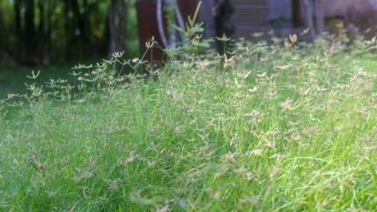 Best fast-growing grass seeds: 10 seeds and sod for your lawn | Homes ...