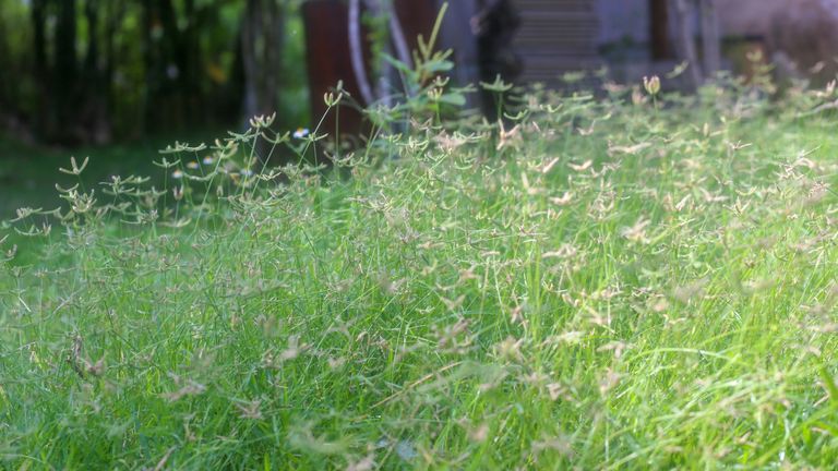Best fast-growing grass seeds: 10 seeds and sod for your lawn | Homes ...