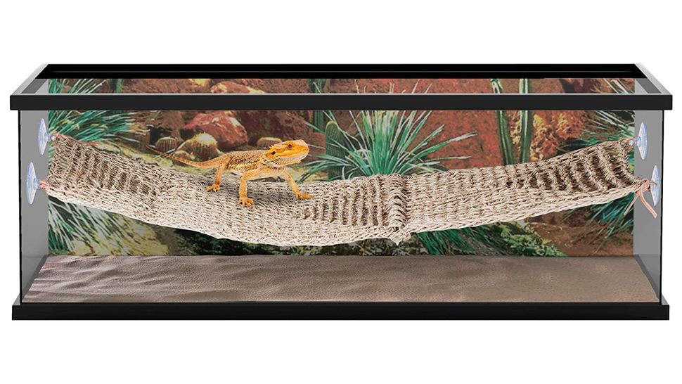 Best toys for pet lizards: Banish boredom with our top picks | PetsRadar