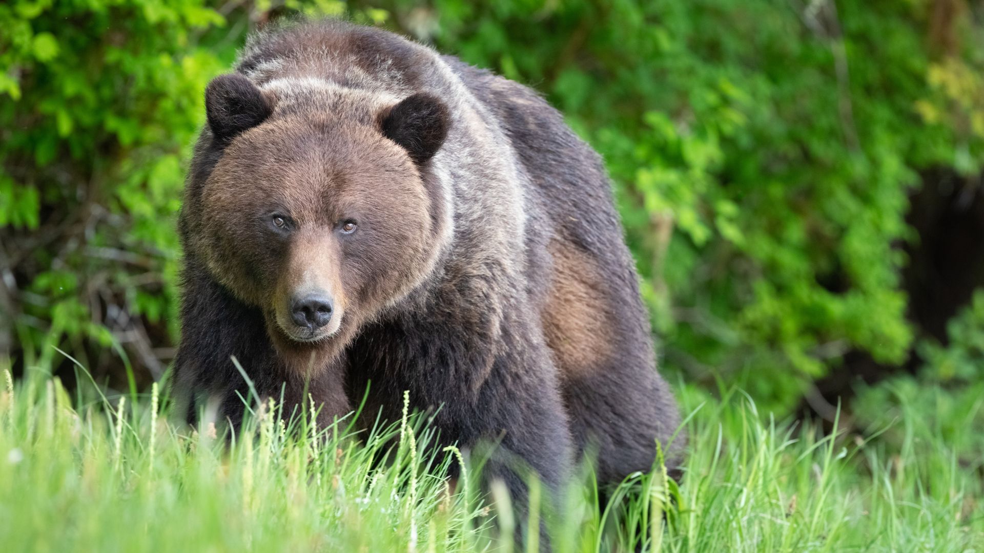 Guide's video shows grizzly bears stalking Canadian hikers along trail ...