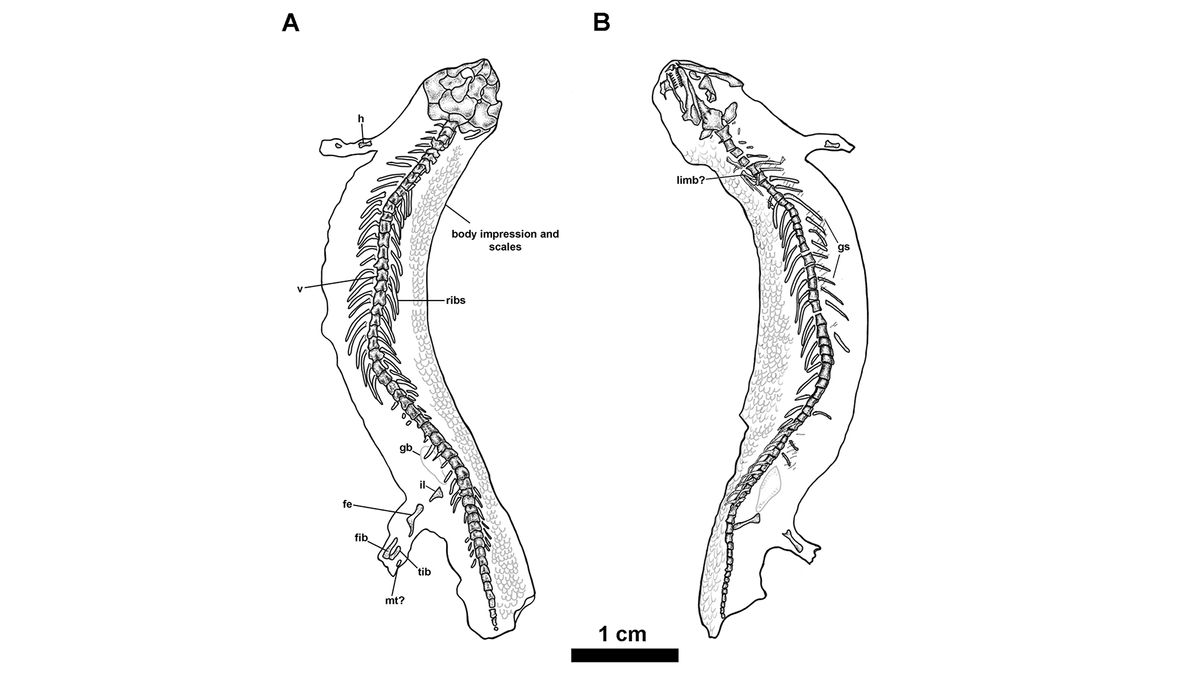Tiny ancient reptile named after Thor’s world-ending nemesis | Live Science