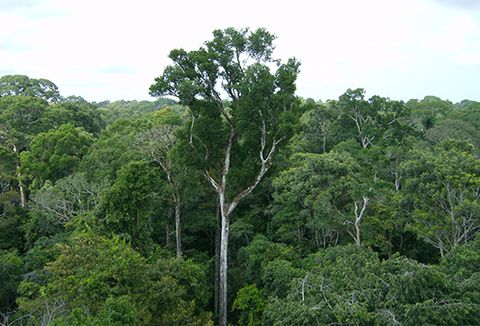 Amazon Rainforest Breathes In More Than It Breathes Out | Live Science