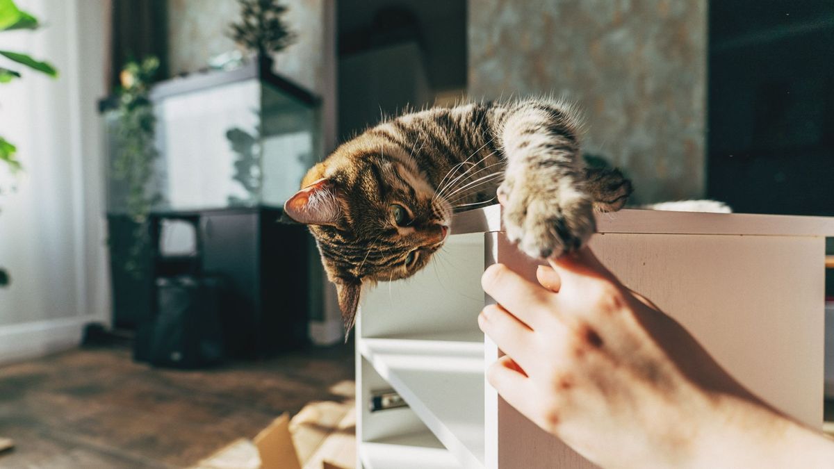 Do cats fart: Feline flatulence and how to treat it | PetsRadar