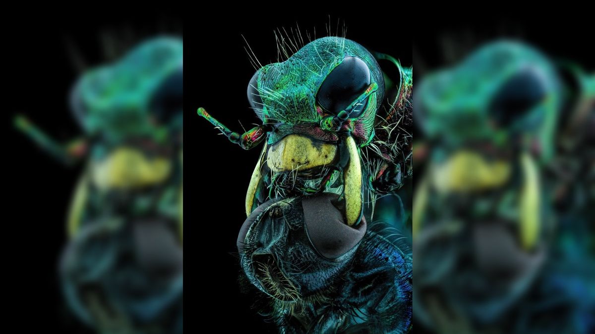 Glowing embryonic gecko hand and otherworldly slime mold amaze in ...