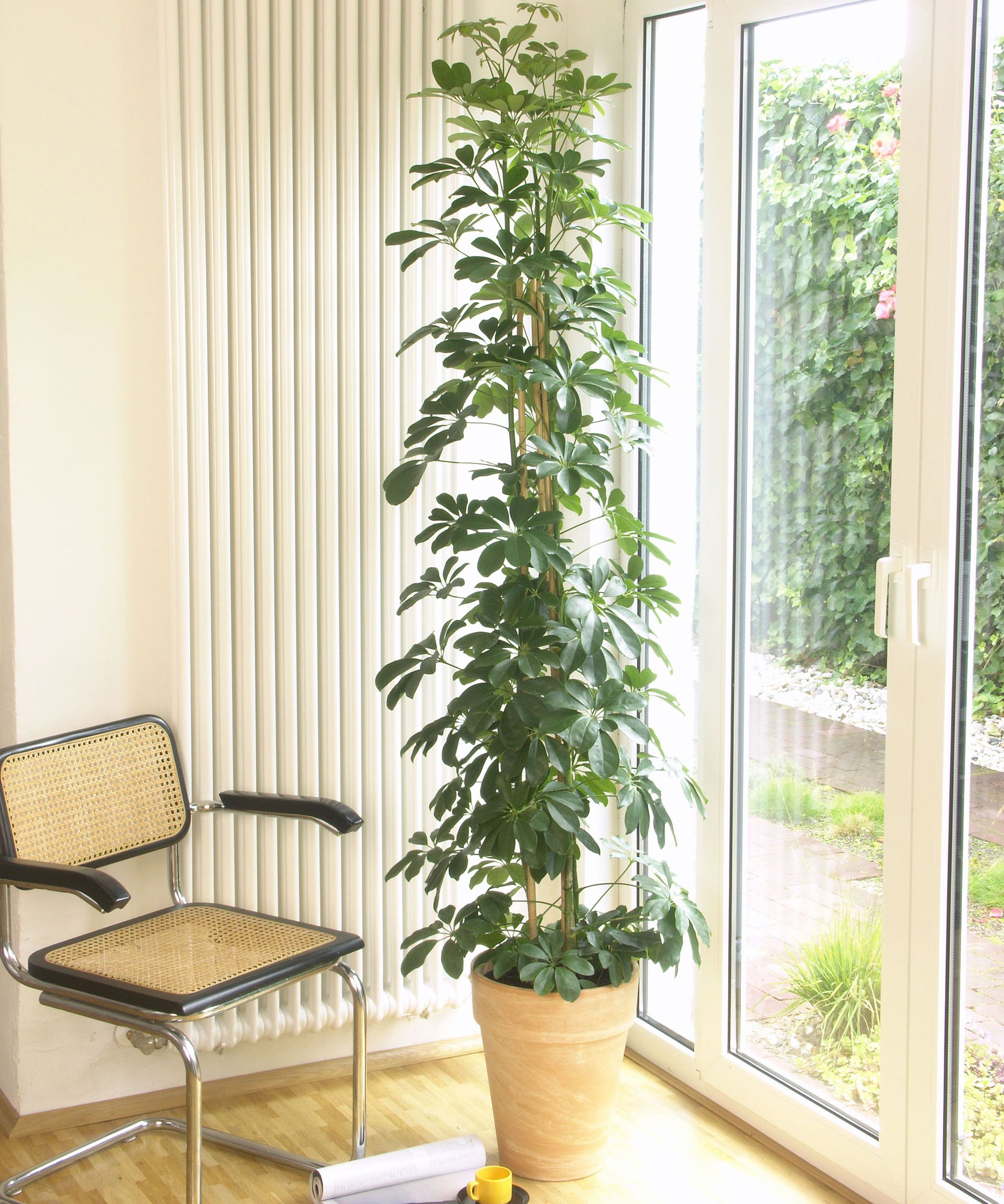 Best tall indoor plants: 10 large houseplants to add impact | Homes and ...