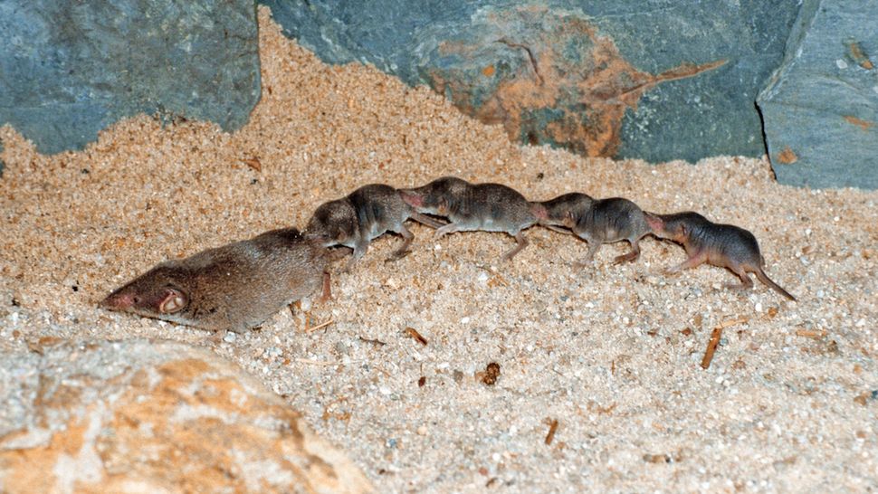 Moving Nose to Tail, Shrew 'Conga Line' Shimmies Online | Live Science
