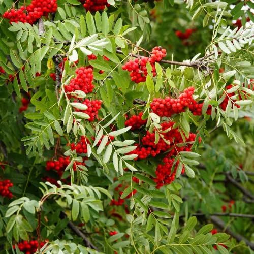 How to grow rowan trees: expert advice for this sacred tree | Homes and ...