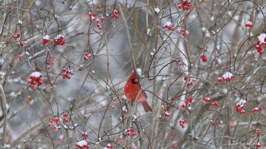17 wildlife garden ideas – create a sanctuary for nature | Ideal Home