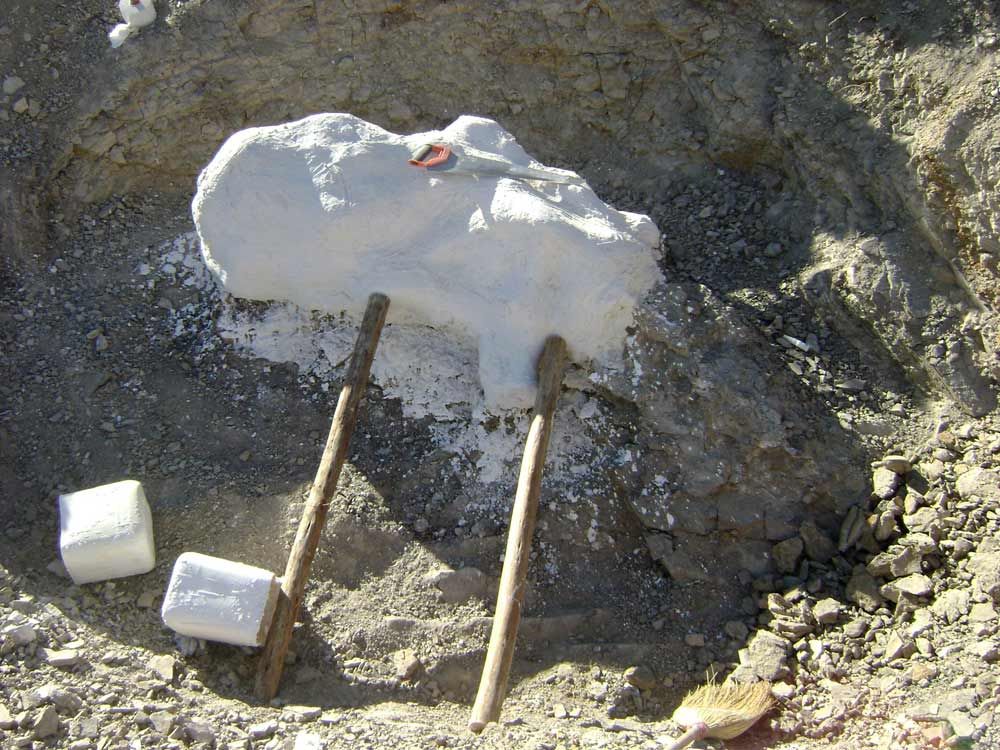 Image Gallery: Tiny-Armed Dinosaurs | Live Science