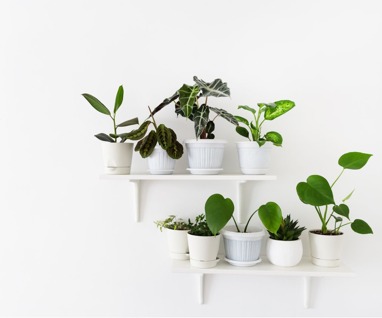 Indoor plant shelf ideas: Expert houseplant styling tips | Homes and ...