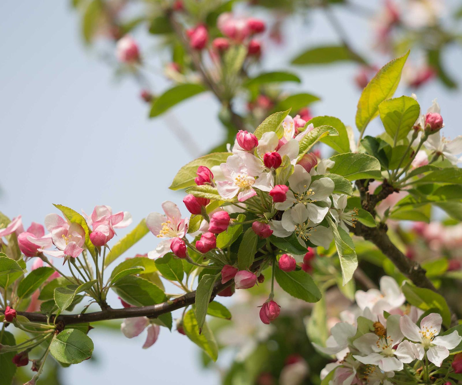 When to prune crabapple trees - expert tips for trimming | Homes and Gardens