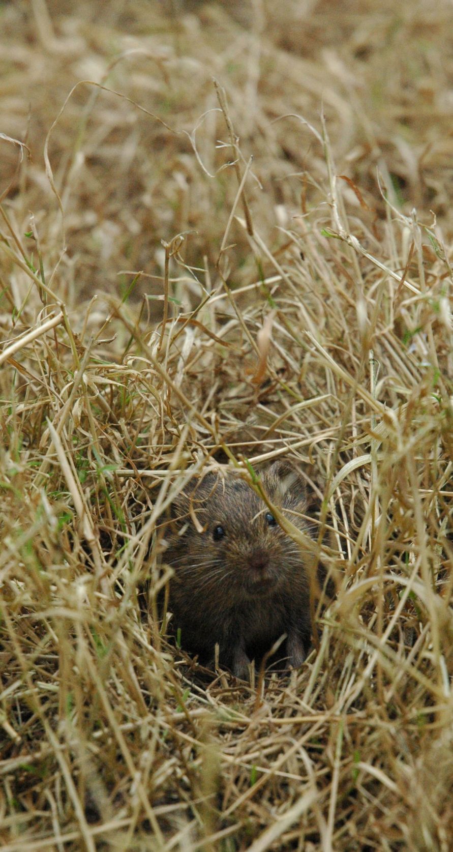 In Photos: Adorable Voles | Cute Animals | Live Science