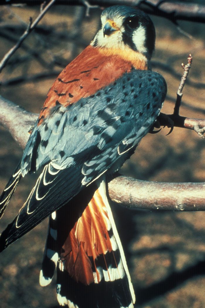 In Photos: Birds of Prey | Live Science