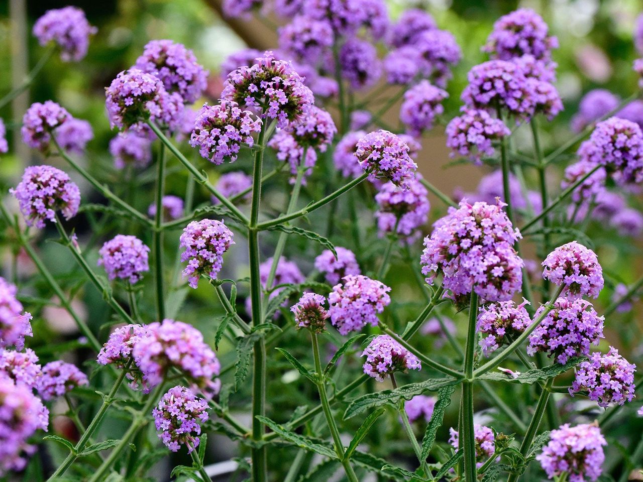 Grow Verbena Bonariensis: Our Guide To Pretty Purpletop Vervain ...