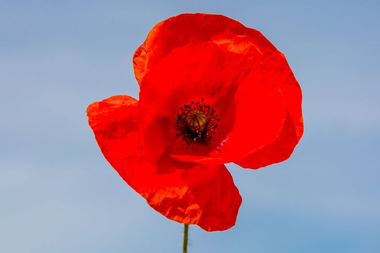 Varieties Of Poppy Flowers – Learn About Different Poppy Plants To Grow ...