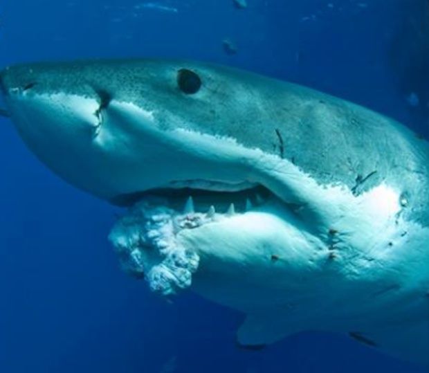 Sharks Do Get Cancer: Tumor Found in Great White | Live Science