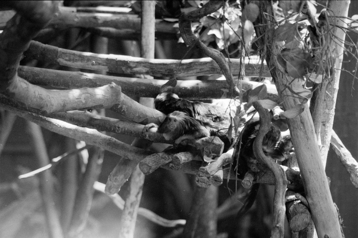 Ilford HP5 Plus 35mm film review: monochrome magnificence | Digital ...