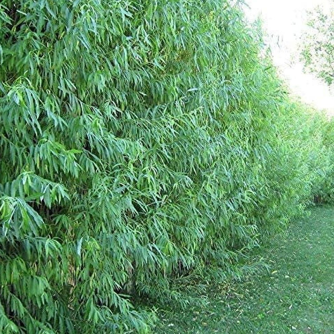 5 Best Trees for a Wind Break | Livingetc