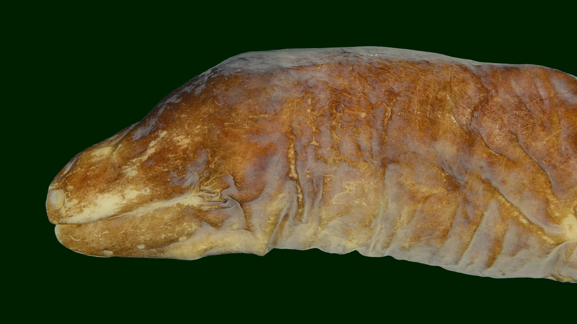 Why are cave-dwelling eels growing skin over their left eyes? It may be ...