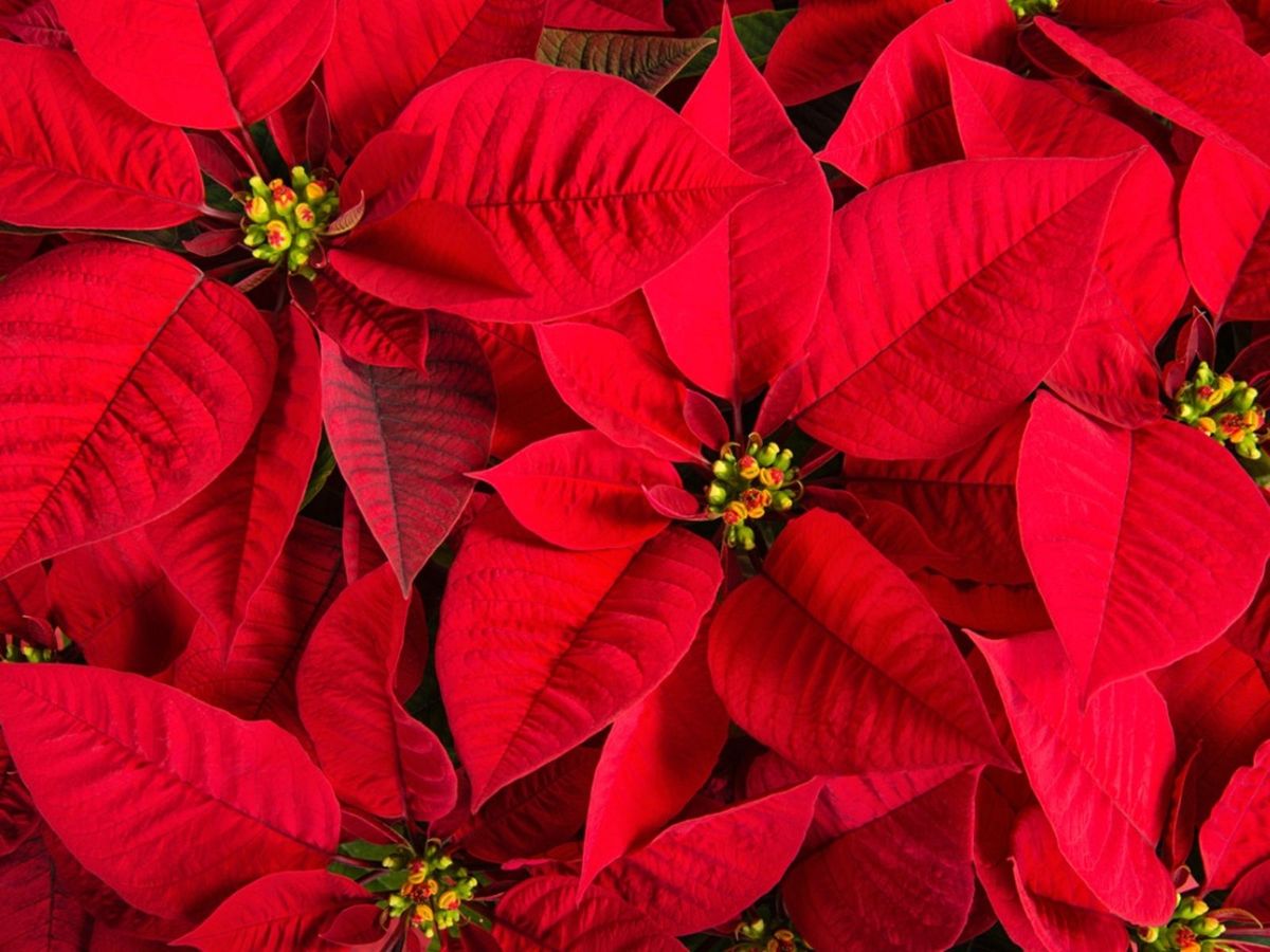 Collecting Poinsettia Seeds - Tips On Growing Poinsettia From Seeds ...