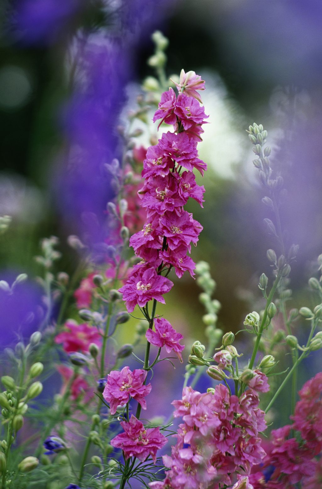How to cut back delphiniums | Homes and Gardens