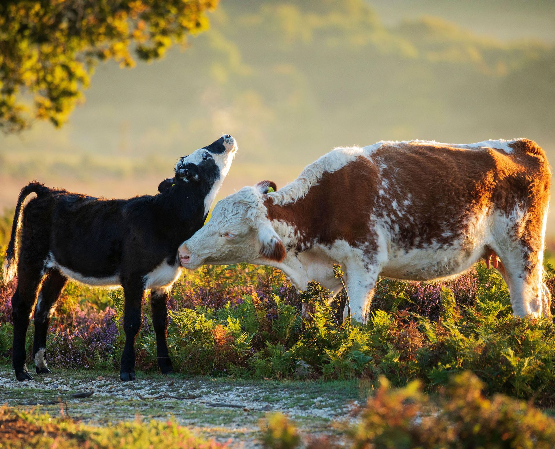 Curious Questions: Are cows actually super-intelligent? | Country Life