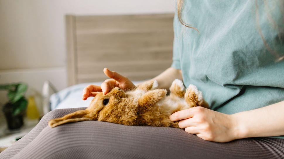 What your rabbit's body language is trying to tell you | PetsRadar