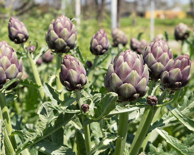 Perennial Vegetables: Grow Crops That Come Back Every Year | Gardening ...