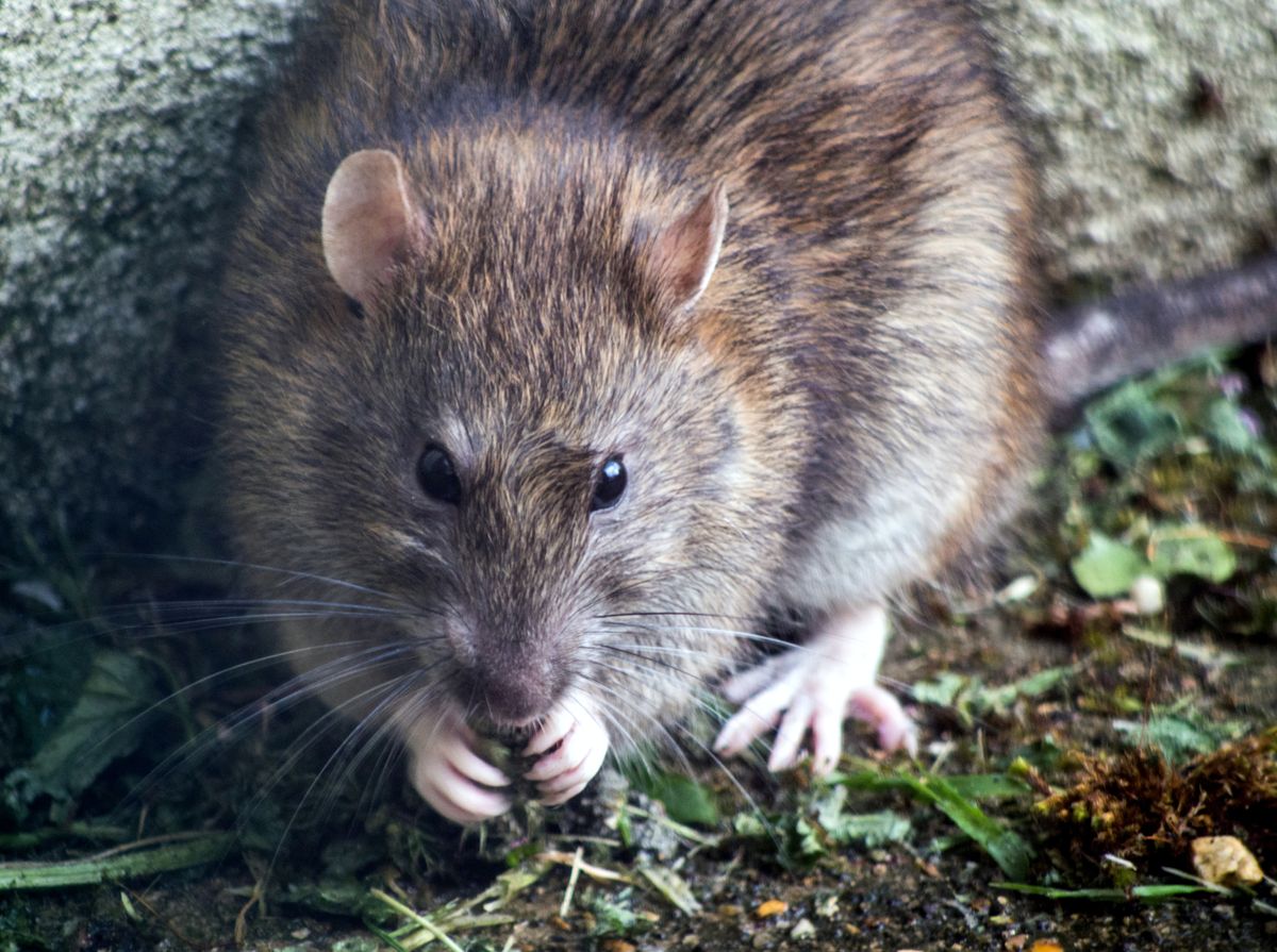 How to get rid of rats | Homes and Gardens