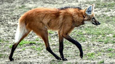 Maned wolf: A strikingly beautiful South American canid | Live Science