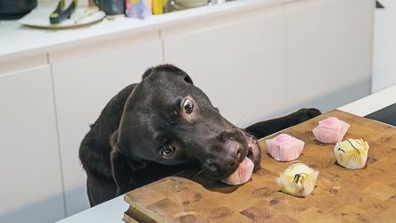32 common dog behavior problems and solutions | PetsRadar