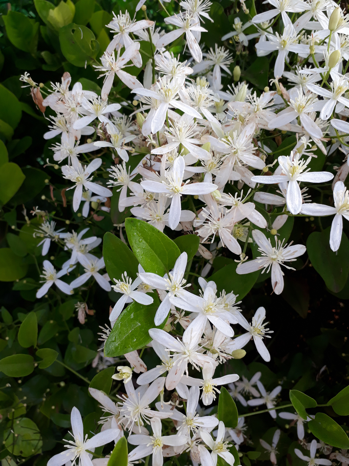 Best evergreen climbers:10 evergreen climbing plants | Homes & Gardens
