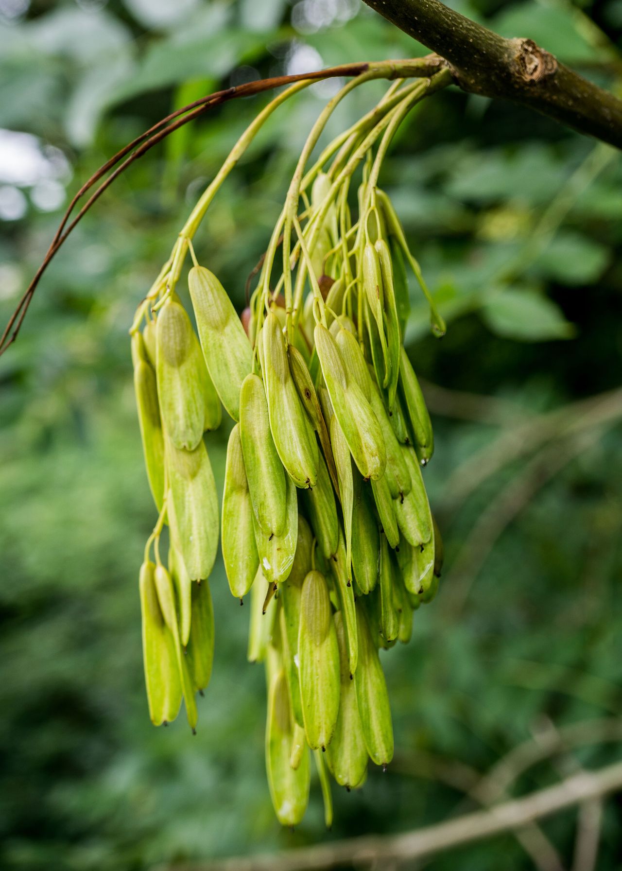 How to identify British trees – by leaf, fruit, shape, size, bark and ...