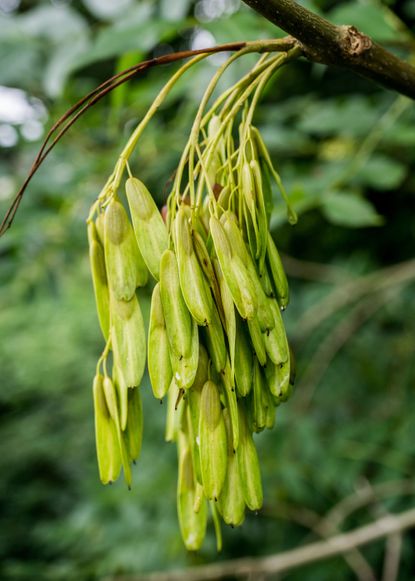 How to identify British trees – by leaf, fruit, shape, size, bark and ...