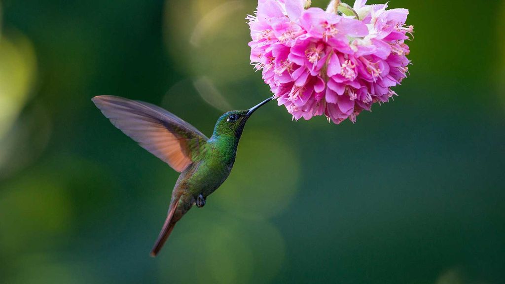 What do hummingbirds eat? Their diet explained | Homes and Gardens