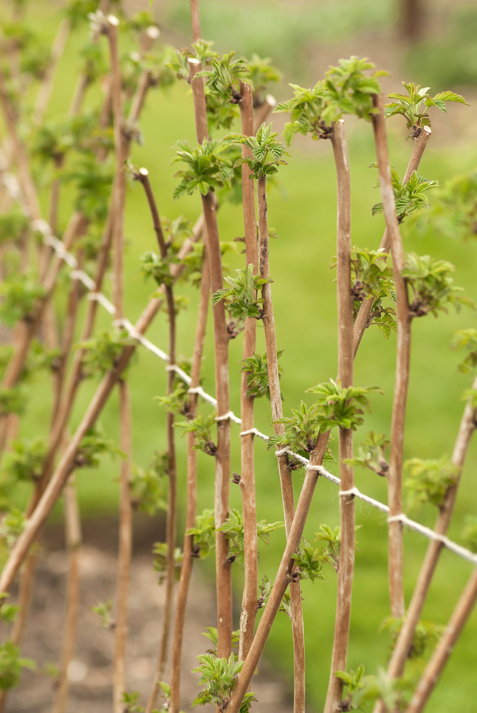How to prune raspberry bushes | Homes and Gardens