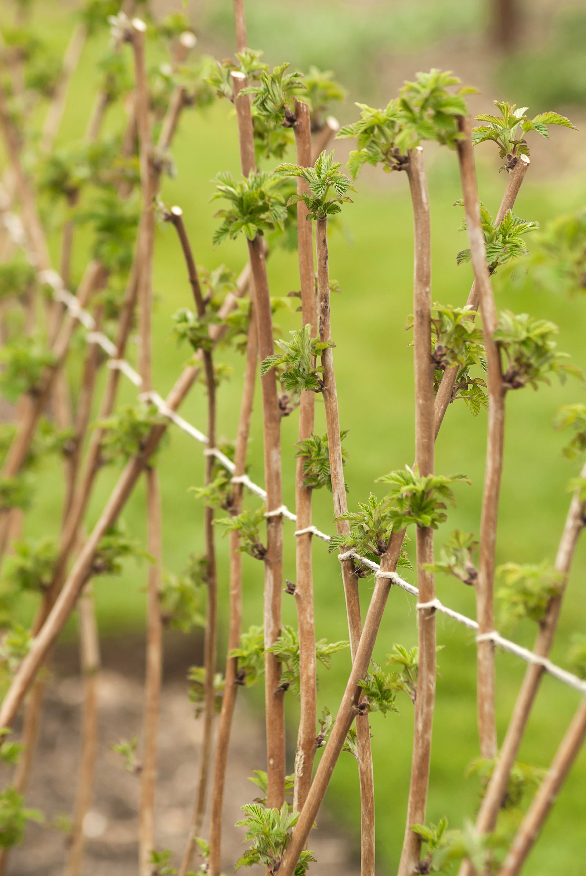 How to prune raspberry bushes | Homes and Gardens