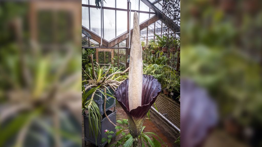 Girthy 'penis plant' blooms for the first time, sparking excitement at ...