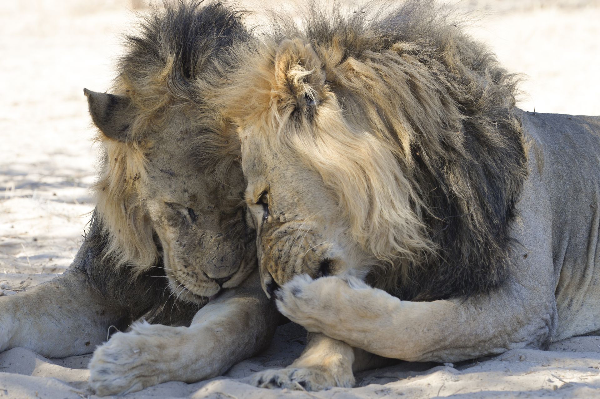 These could be the funniest animal pictures ever | Live Science
