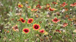 Should I deadhead yarrow? Garden experts share their knowhow | Homes ...