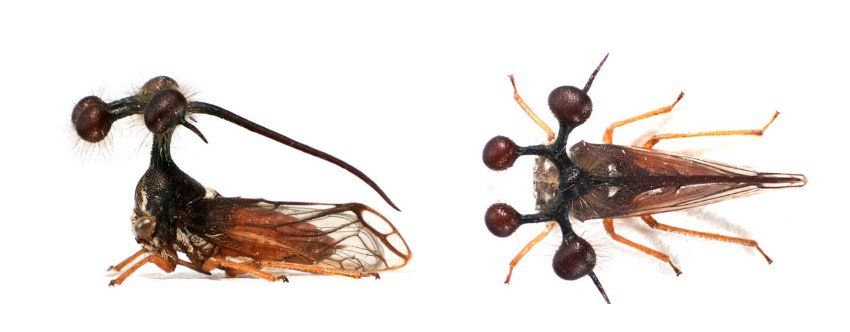 Crazy Beautiful: Gallery of Treehopper Helmet Designs | Live Science