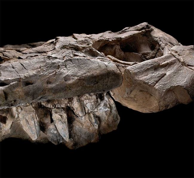 Image Gallery: Photos Reveal Prehistoric Sea Monster | Live Science