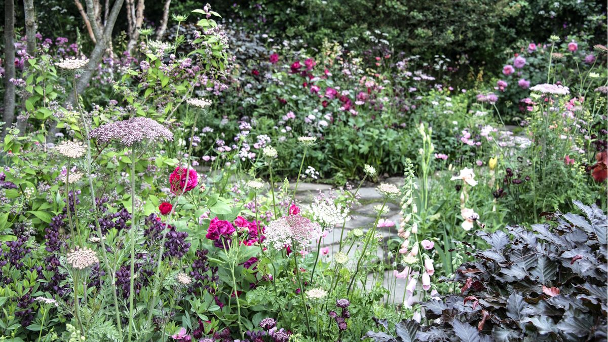 Best umbellifer plants: 5 whimsical, elegant flower options | Homes and ...