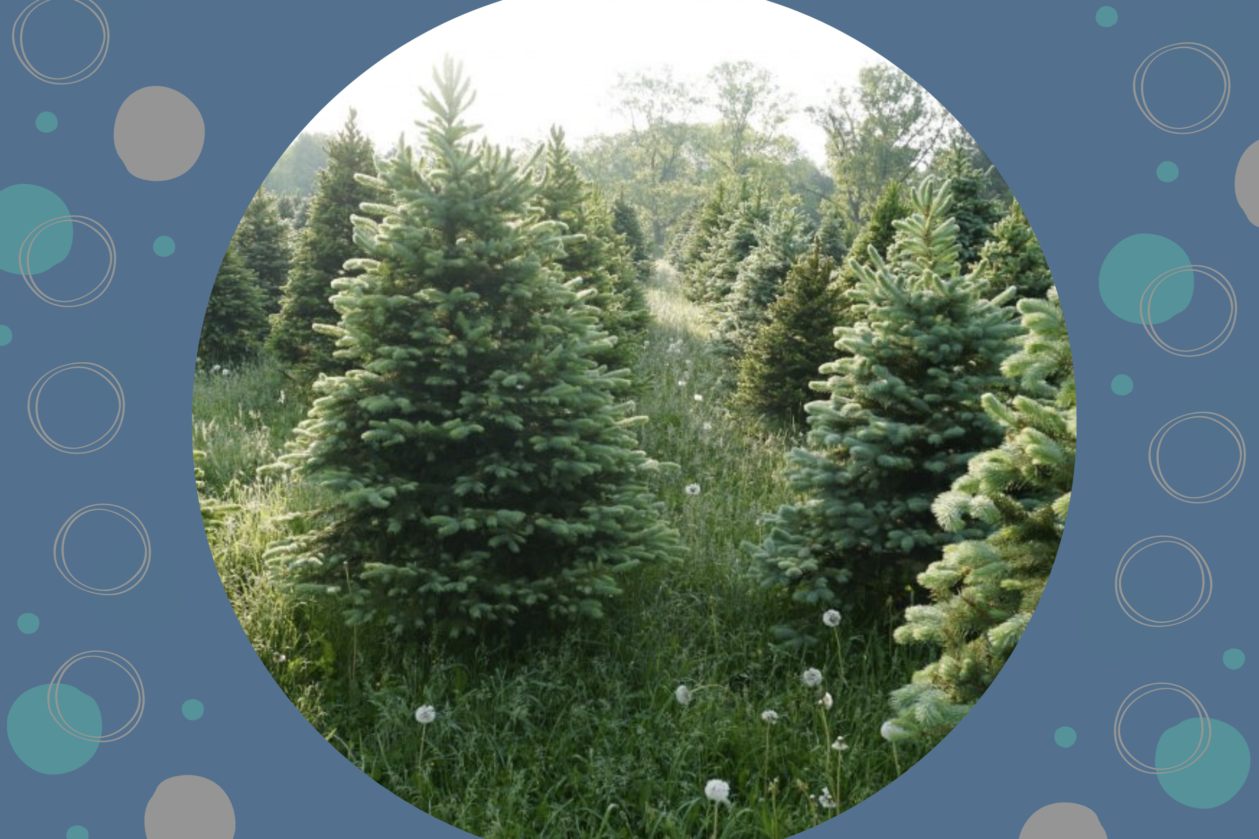 How to rent a Christmas tree: Where to hire them and why it's good for ...