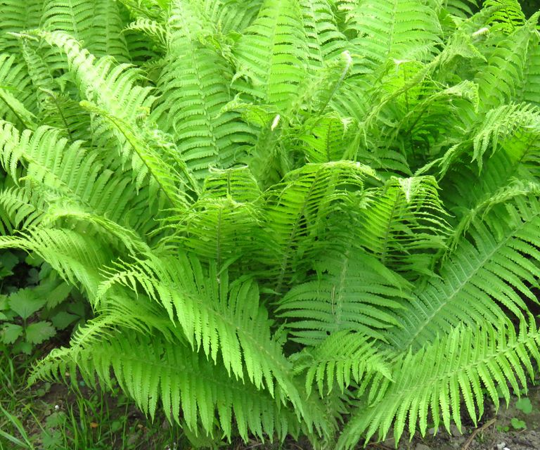 Ultimate Shade Fern Garden: Ideas For Fern-Based Landscaping ...