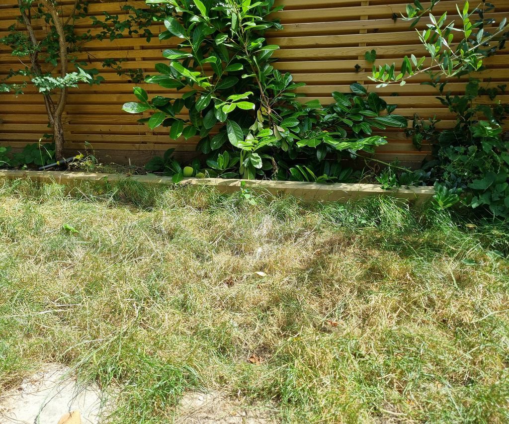 Is my grass dormant or dead? Experts share how to revive | Homebuilding