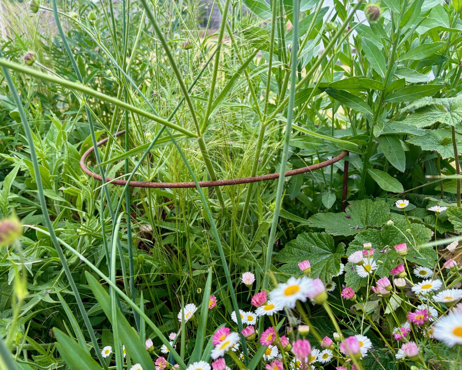Stop the Flop With the Right Support for Each Border Plant | Gardening ...